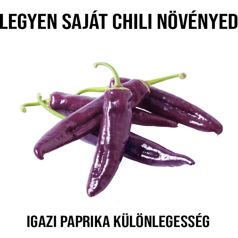 Lila marconi paprika növény nevelő szett, Lila marconi paprika növény ...